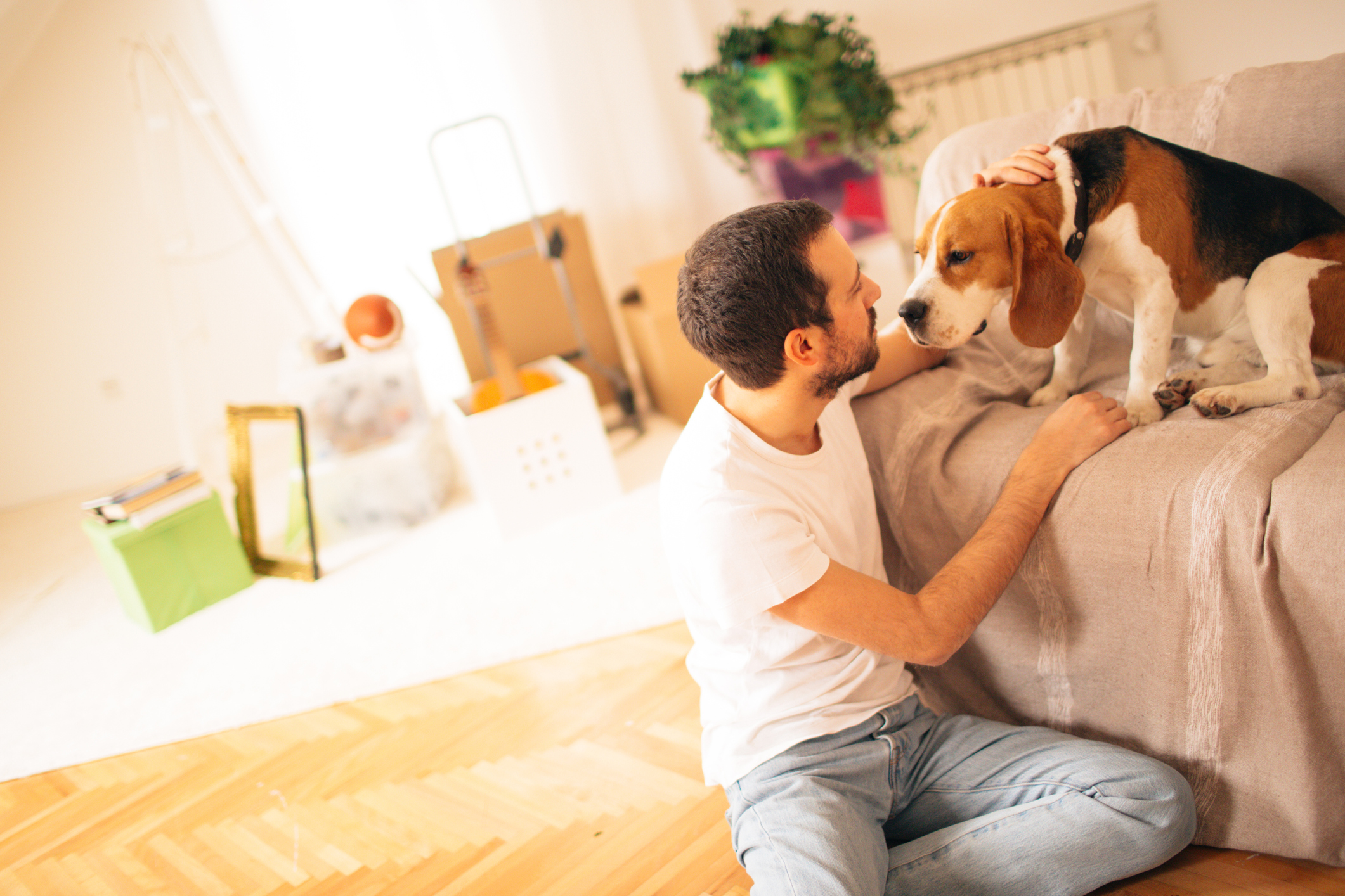 Reduce Stress When Moving with Pets - GOOD HANDS Blog