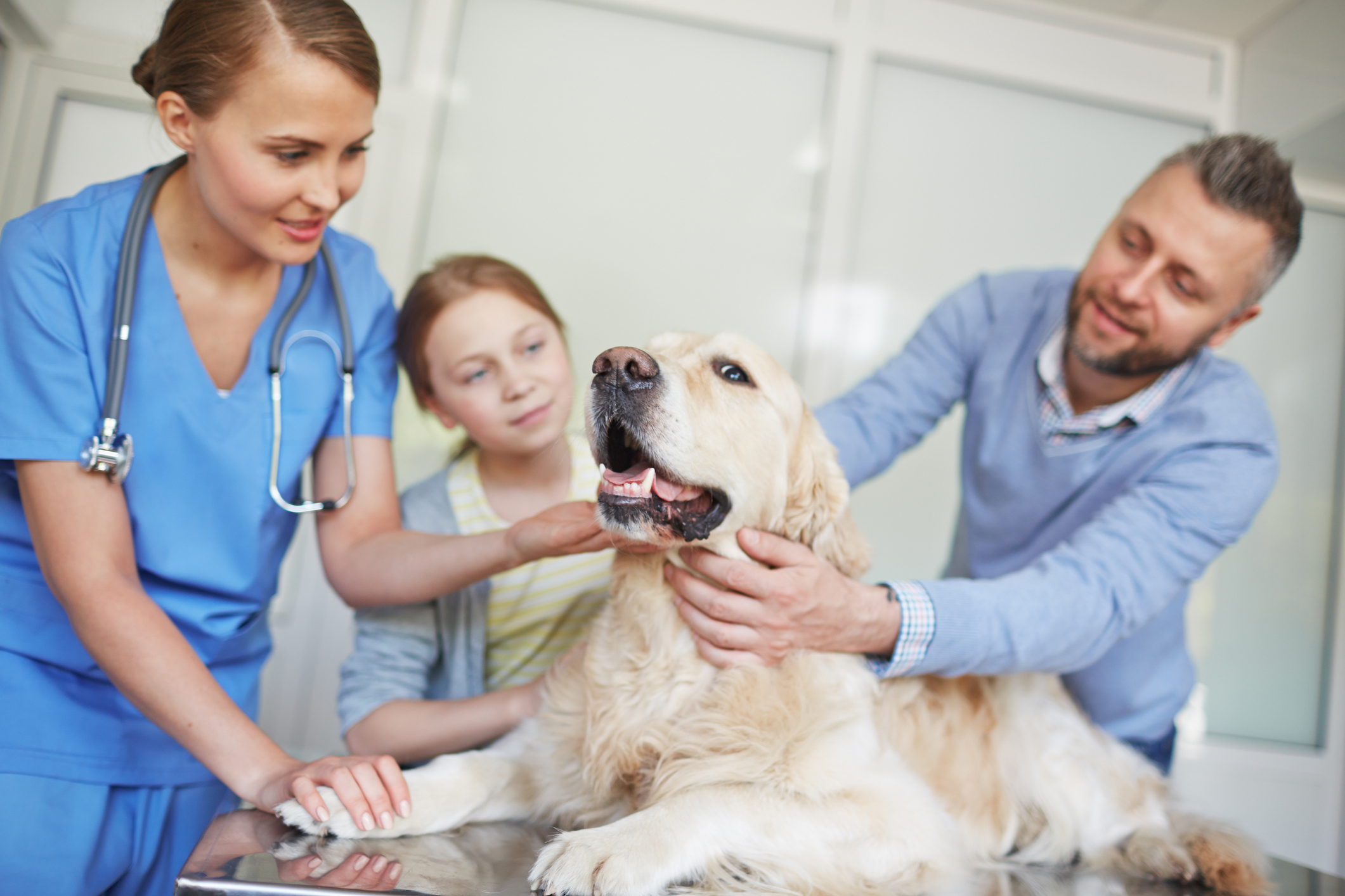 Is pet insurance important?